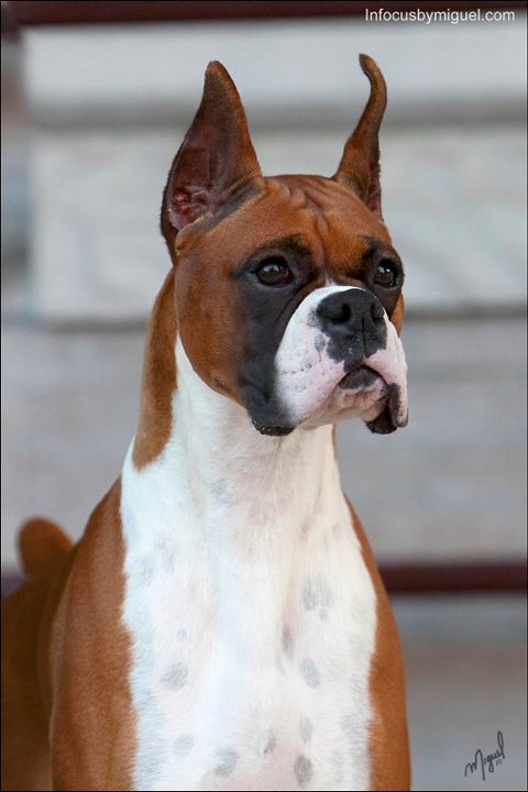 DOG SHOW POOP: BOXER BEST IN PA