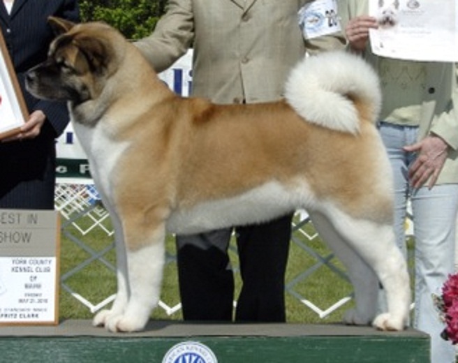 DOG SHOW POOP: 2010-10-17