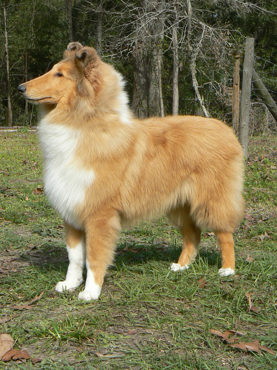 big dog: LONG BEACH ROUGH COLLIE