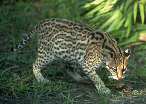 Felinos: Ocelote