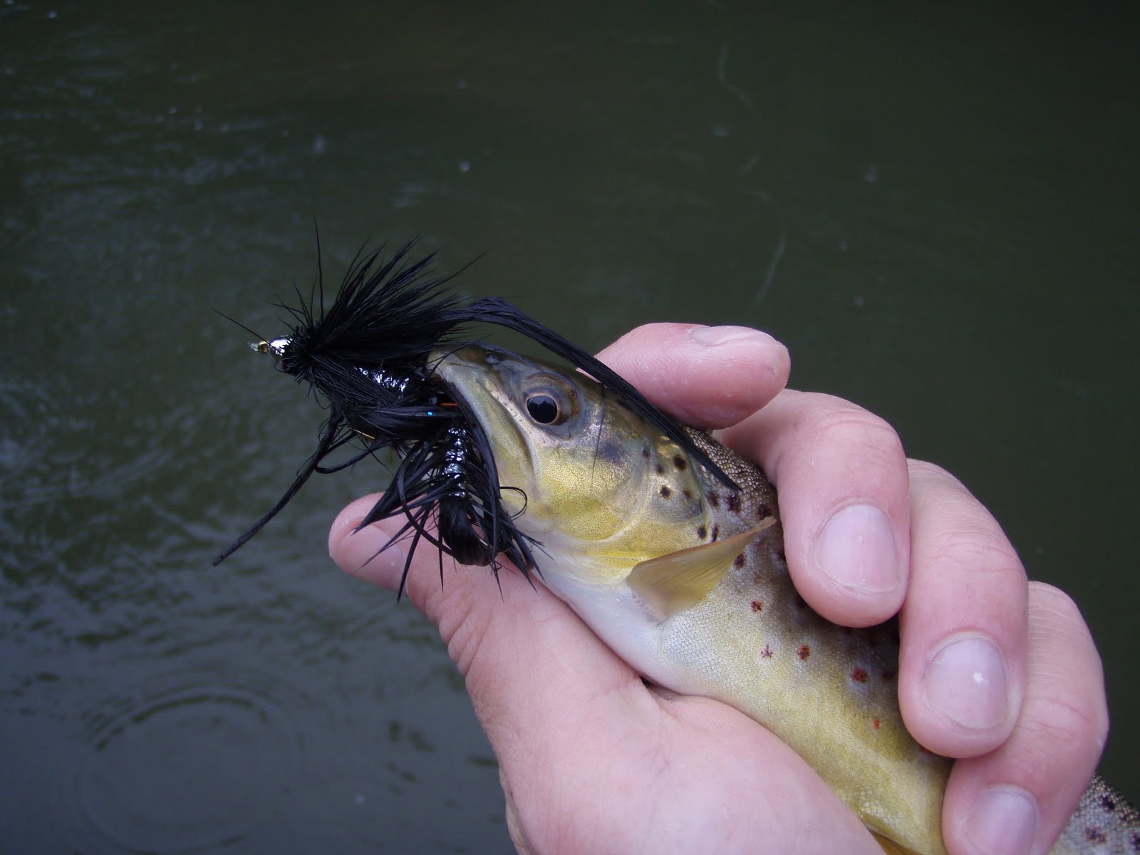 How to select streamer sizes. | Page 2 | Paflyfish