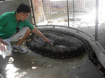 Pinoy Roadtrip: Prony, the Biggest Python in Captivity