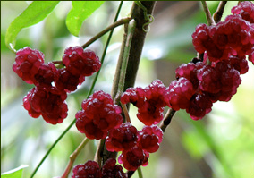 Stinging Trees - and a NEW Treatment for stings