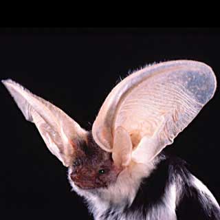 SCIENCE OF THRASH: BATS AND THEIR TWITCHY EAR MUSCLES