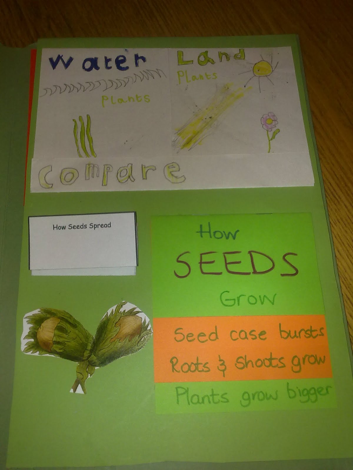 Freestyle Learning: Flower Lapbook