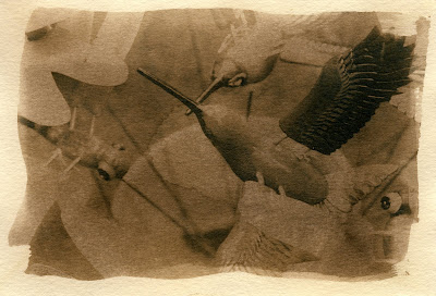 The Practical Archivist: Coffee-stained cyanotypes