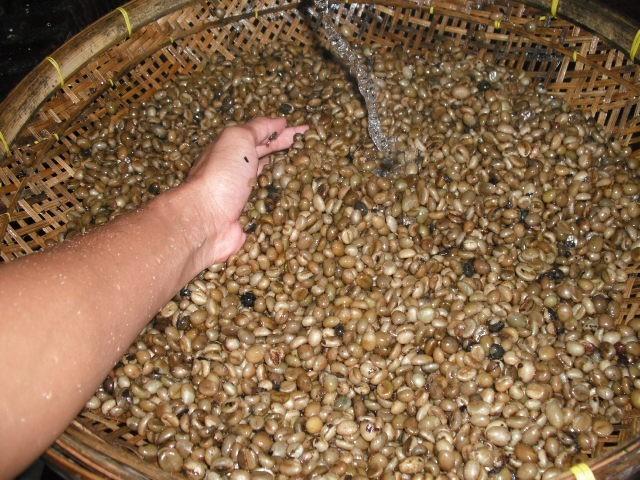 Proses Pembuatan Kopi Luwak | KabarLinggau.com