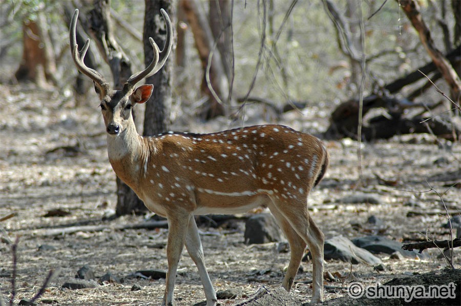 Gir India | Asiatic Lion | Hotels In Gir | Gir National Park | Lions Safari