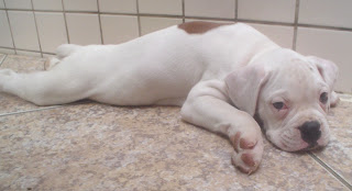 BOXER BRANCOS & DOURADOS: BOXER BRANCO com mancha dourada, macho, foto ...