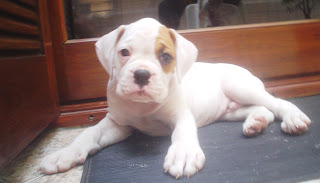 BOXER BRANCOS & DOURADOS: BOXER BRANCO MACHO - Pirata