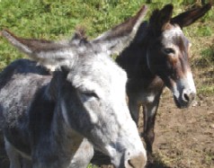 Os quintos da Pena: O burro fariñeiro, ese compañeiro