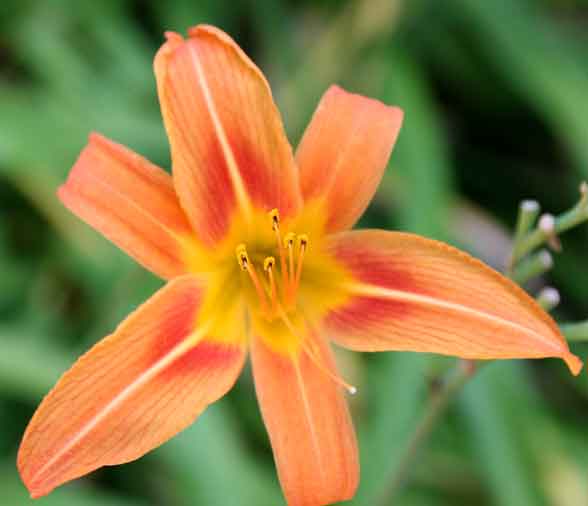 Jim Long's Garden: June 2010