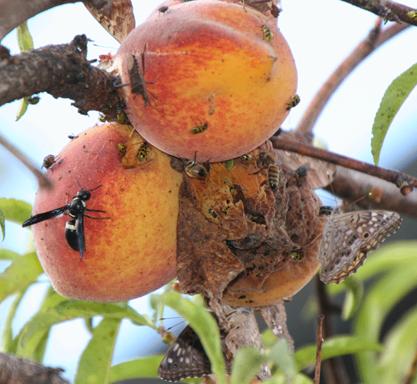 Peach Fruit Insect Damage at Jason Criner blog
