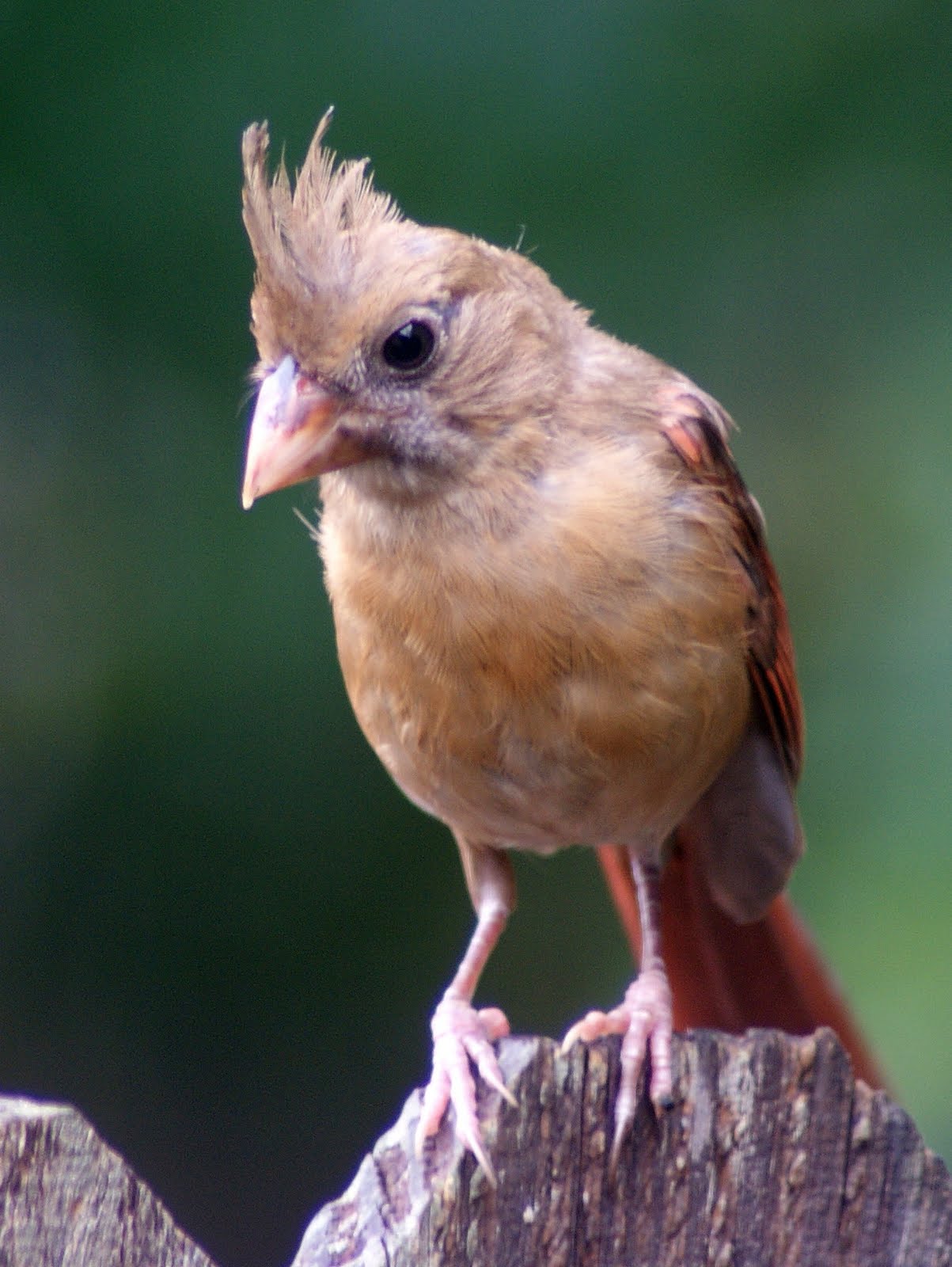SE Texas Birding & Wildlife Watching: In Praise of Common Birds