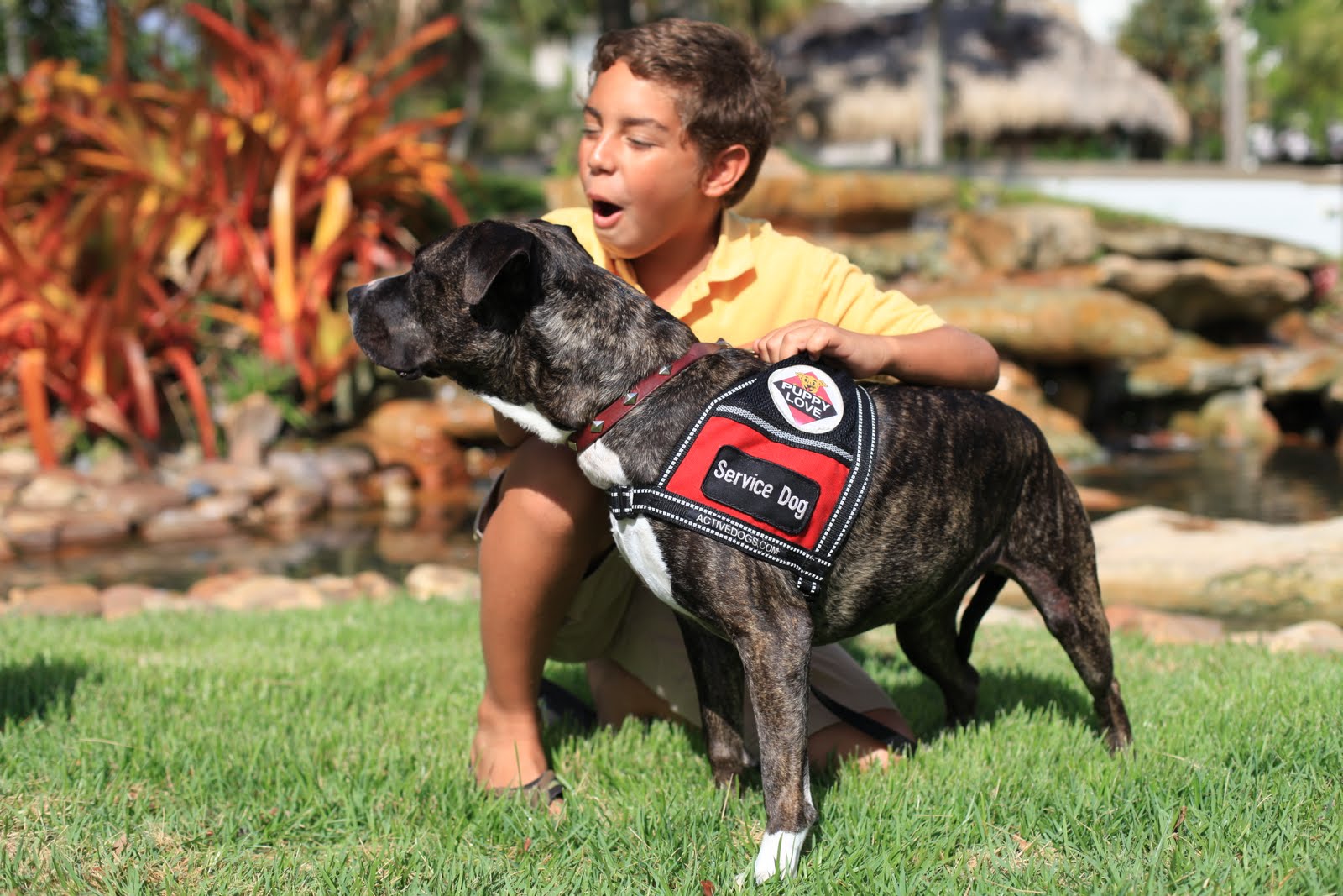 Ginger Monteleone Photo Blog: Ruby, The Pit Bull Service dog, visits Miami.