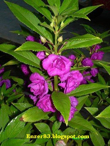 Terpopuler 27+ Bunga Keembung