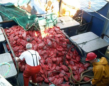 blogfish: Orange roughy & hoki madness