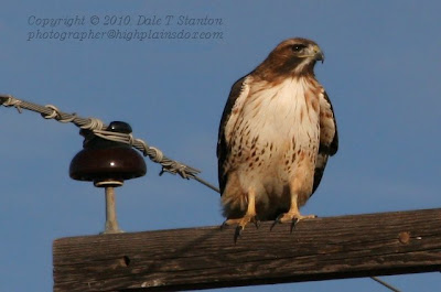 Birds Of The Texas Panhandle: Red Tailed Hawk