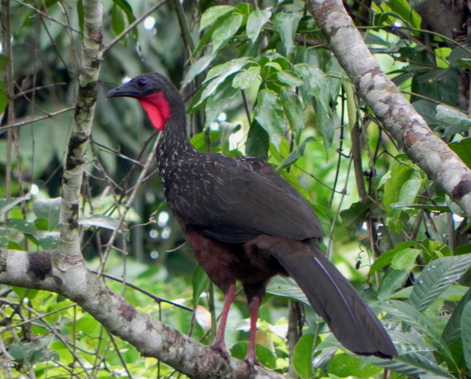 Fauna IFMT Juína: Jacu-de-spix