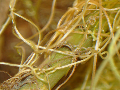 World of Words: TALI PUTRI (Cuscuta sp.)