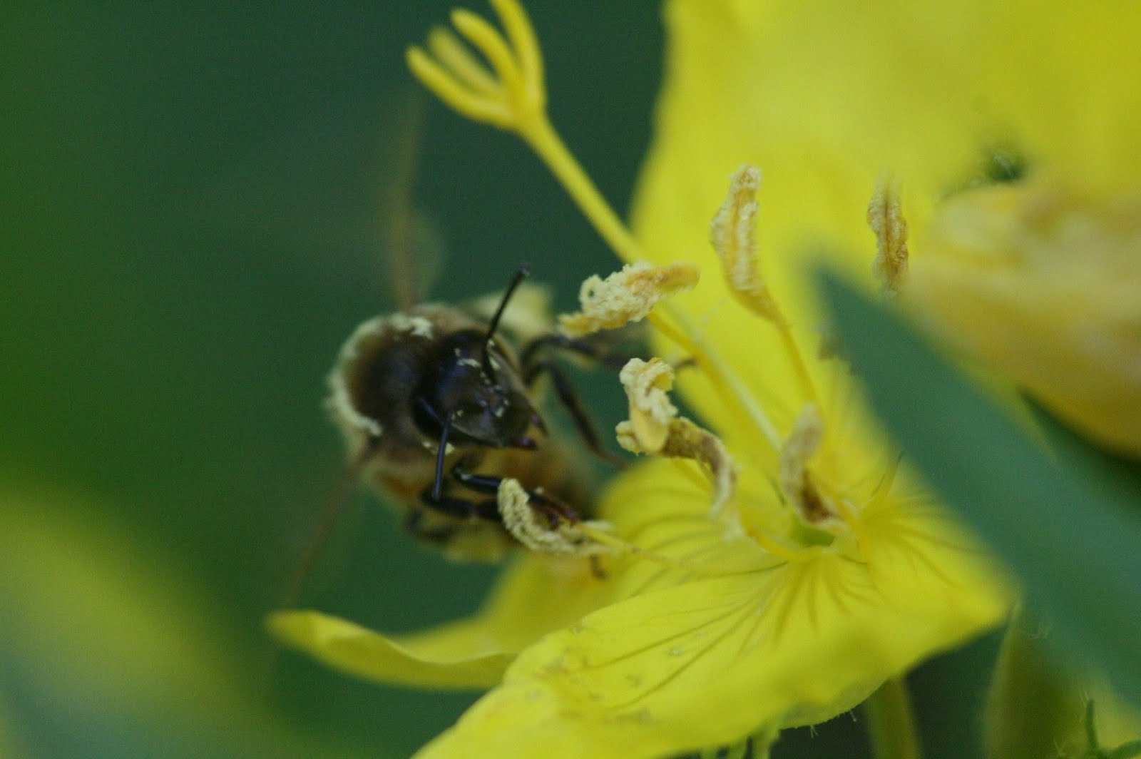 Apivia: Moving from collection to processing in the hives