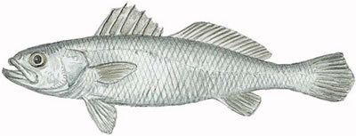 Fish Identification: Silver Seatrout (Cynoscion nothus)
