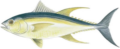 Fish Identification: Yellowfin Tuna (Thunnus albacares)