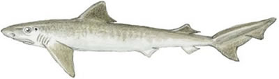 Fish Identification: Tope (Galeorhinus galeus)