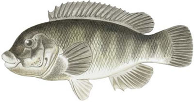 Fish Identification: Tautog (Tautoga onitis)
