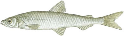Fish Identification: Smelt