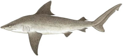 Fish Identification: Sandbar Shark (Carcharhinus Plumbeus)