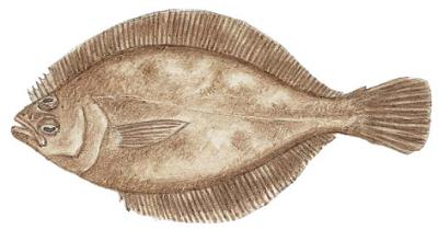 Fish Identification: Pacific Sanddab (Citharichthys sordidus)