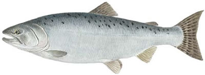 Fish Identification: Pink Salmon