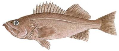 Fish Identification: Rockfish