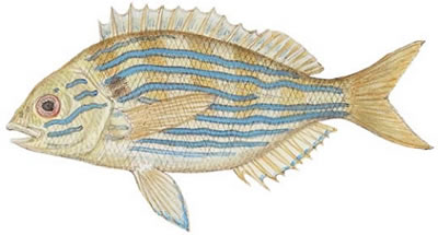 Fish Identification: Pinfish (Lagodon rhomboides)