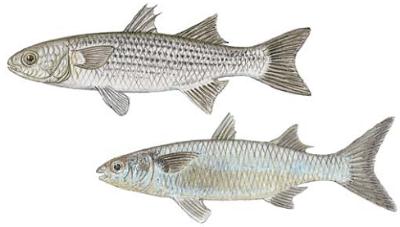 Fish Identification: Mullet