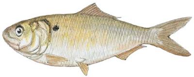 Fish Identification: Atlantic Menhaden