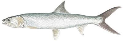 Fish Identification: Ladyfish (Elops saurus)