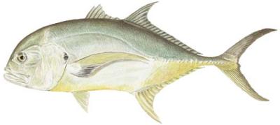 Fish Identification: Crevalle Jack