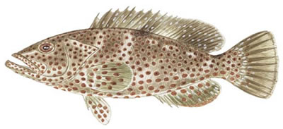 Red Hind Grouper
