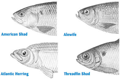 Fish Identification: Herring