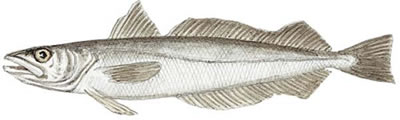 Fish Identification: Silver Hake (Merluccius bilinearis)