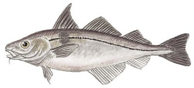 Fish Identification: Haddock (Melanogrammus aegleﬁnus)