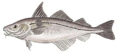 Fish Identification: Haddock (Melanogrammus aegleﬁnus)