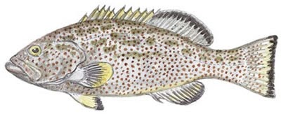 Fish Identification: Yellowfin Grouper (Mycteroperca venenosa)