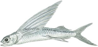 Fish Identification: Flyingfish