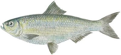 Fish Identification: Alewife (Alosa pseudoharengus)