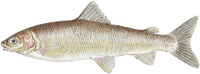 Fish Identification: Mountain Whitefish (Prosopium williamsoni)