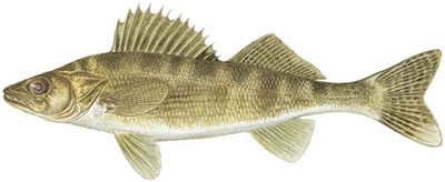 Fish Identification: Walleye (Stizostedion vitreum)
