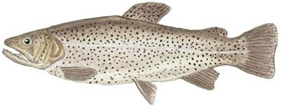 Fish Identification: Apache Trout (Oncorhynchus apache)